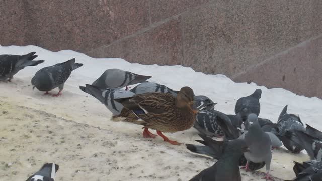 Утки зимой. Утка гоняет голубей