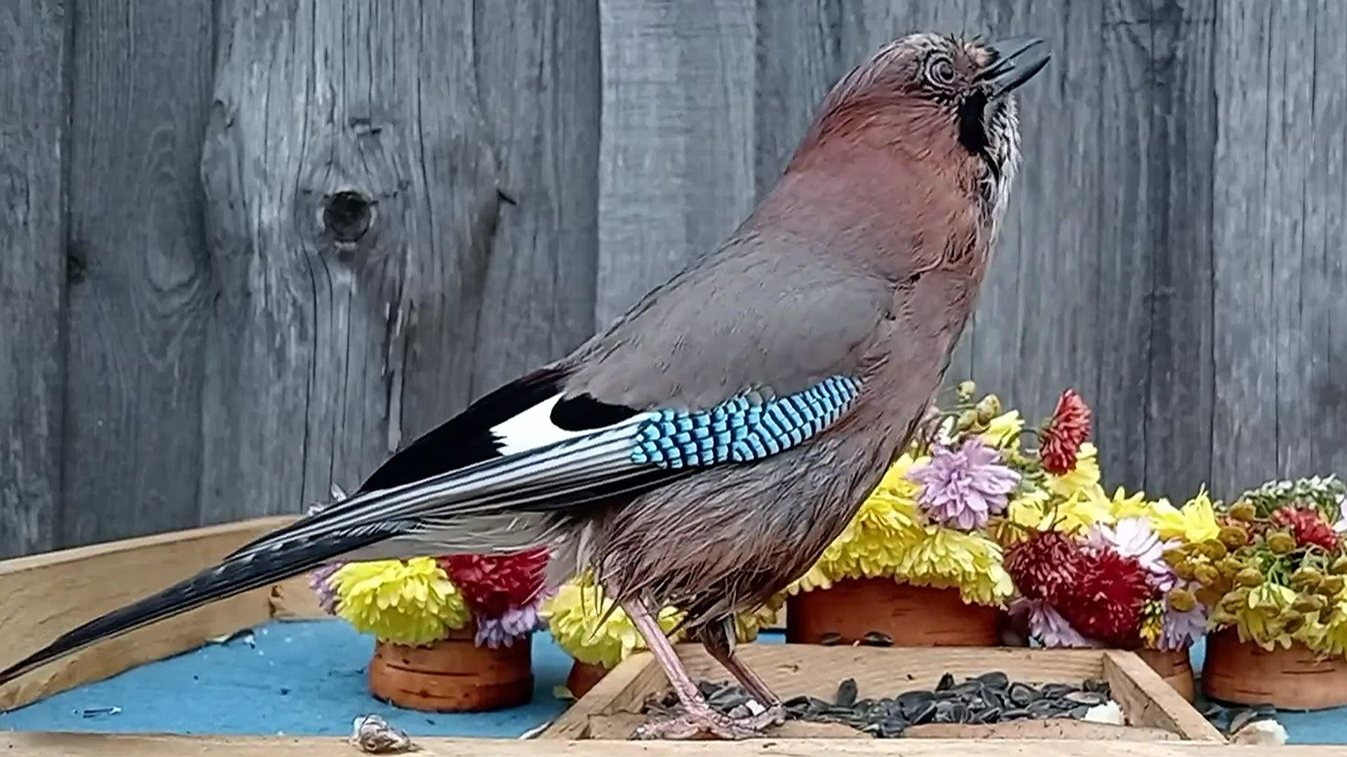 Столовая для птиц