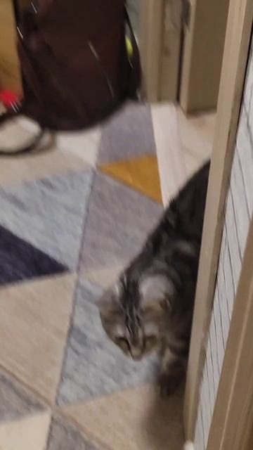 Дурачась с кошкой Боней