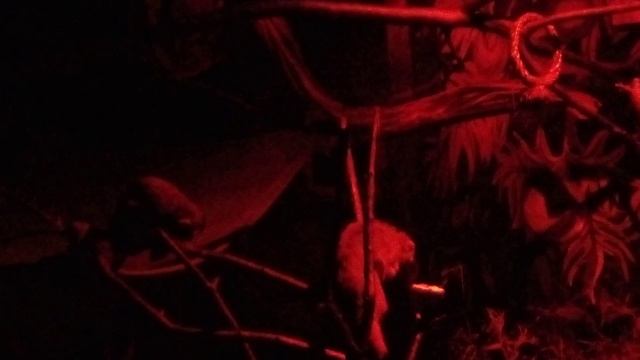 Московский зоопарк. Беливийская обезьяна.