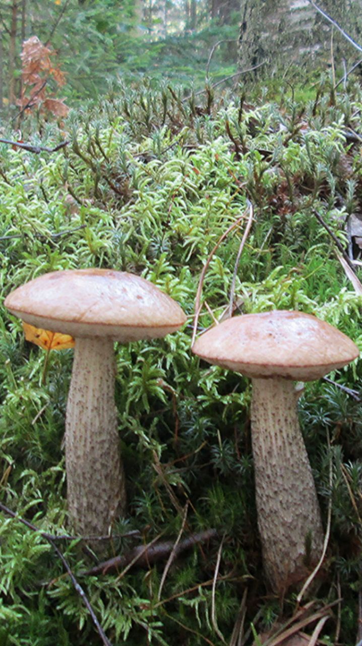 На Тихой Охоте