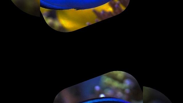 Голубой хирург