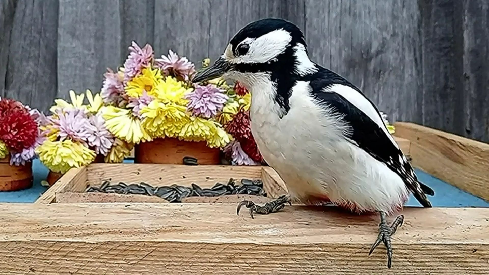 ВидеоОхота на Птиц