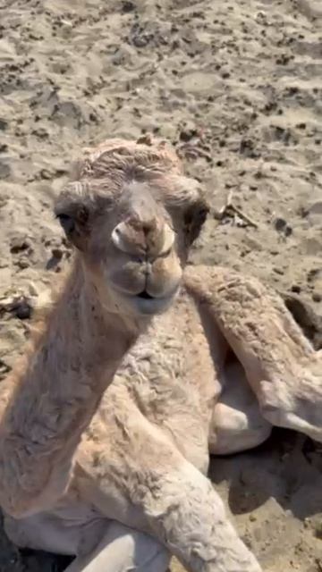 Джибути. Путешествие Романа Пыраева в январе 2026 года