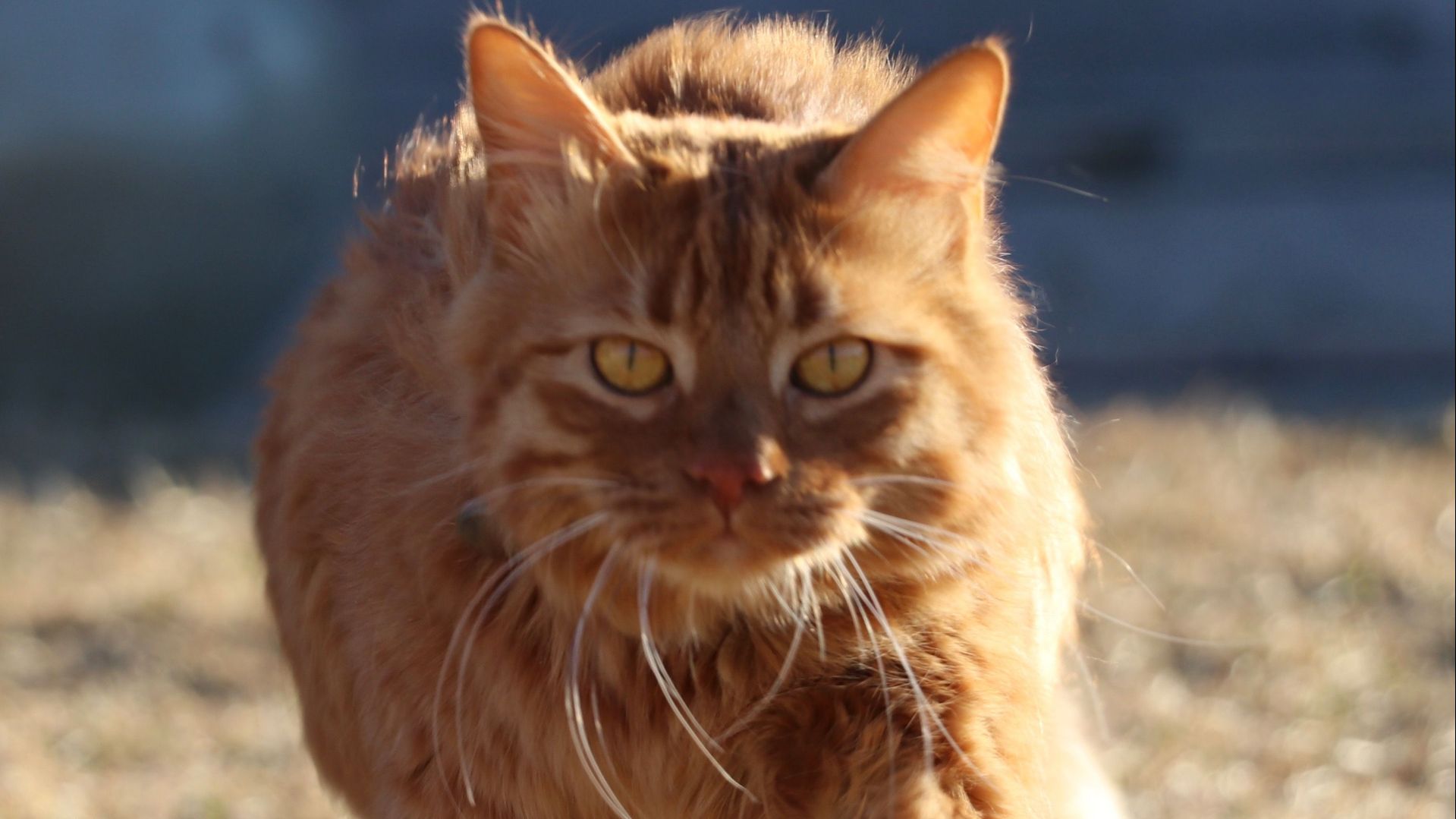 КАЗАЧЬИ СКАЗКИ: "Кот Гриша"