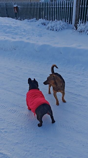 Мороз и солнце