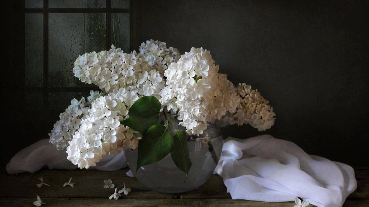 Белая сирень