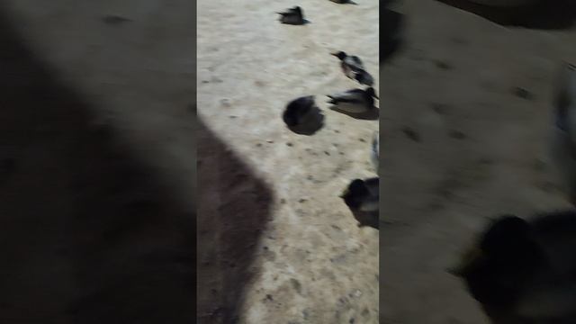 Дикие утки в январскую морозную ночь!