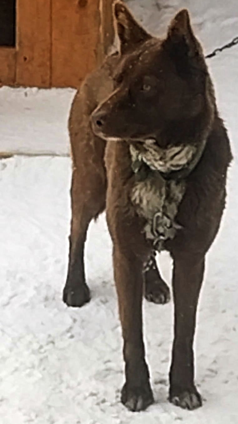 Мишка. Слова со смыслом. Юмор с животными. 25-01-2026