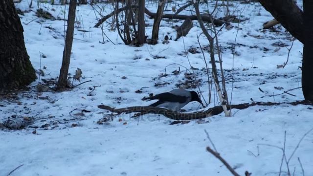 ЗИМНИЙ ПАРК