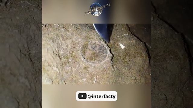 ПАУК-ЛЮК (@infackts)