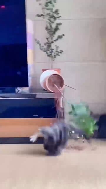 Внезапная суета