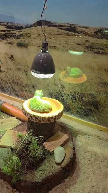 Милый зверек загорает! Солнечные ванны! Мило и смешно | Cute zoo animals under the lamp-sun!