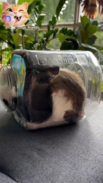 кот в банке