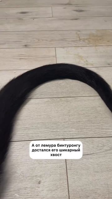 Обзор бинтуронга Терентия