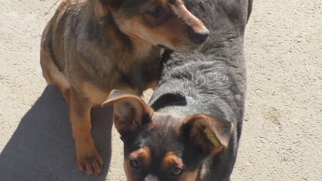 Мы бяки буки