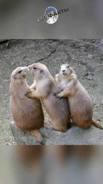 Грызун луговая собачка - Cynomys leucurus   (@infackts)