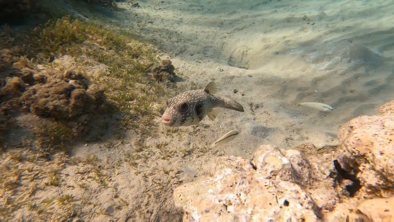 Египет 2020. Часть 4. Снорклинг Makadi Bay