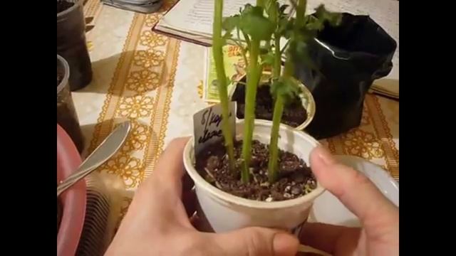 2157.  4 часть картофельного эксперимента.