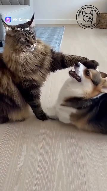 Мэйн кун и песик