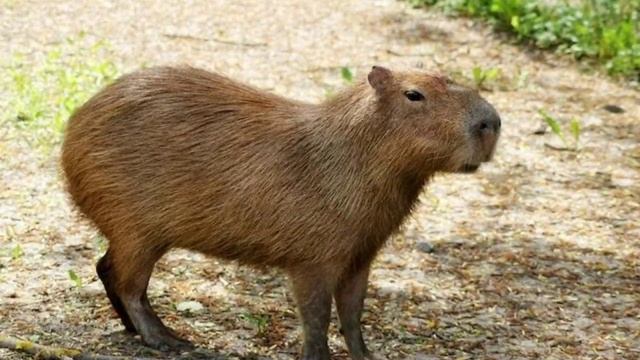 Самый крупный грызун