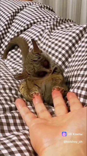 смешные чудики