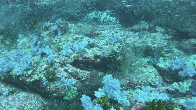 групер, Ришелье рок, дайвинг на Симиланских островах, дайвинг в Таиланде