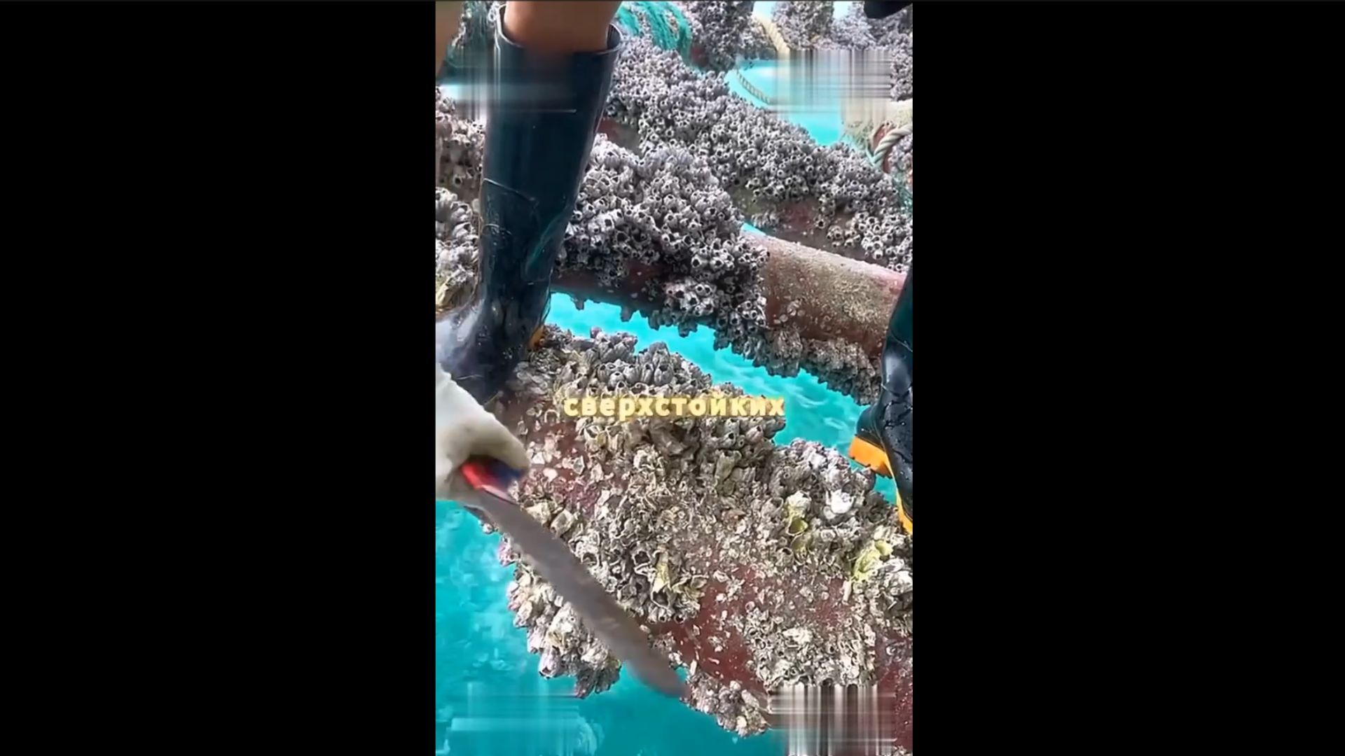 Роль моллюсков в природе и жизни человека