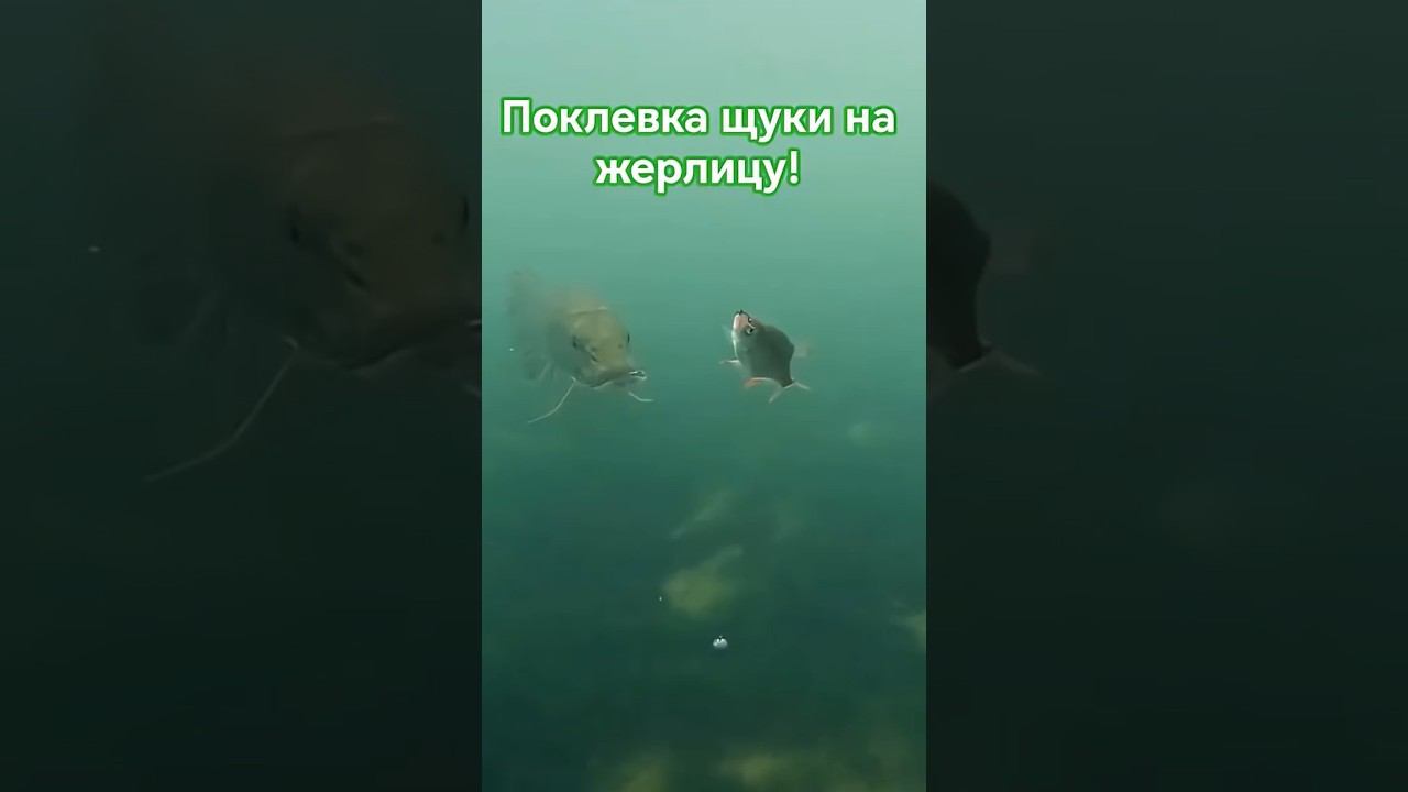 Вот так клюёт щука на жерлицу под водой!