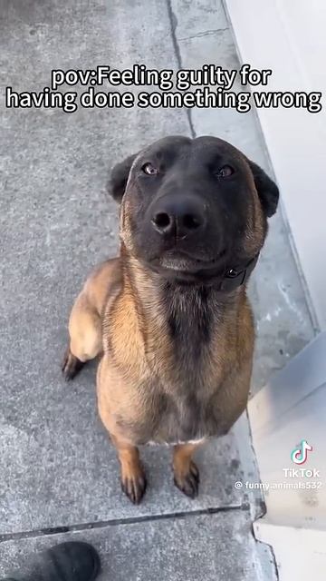 Belgian Malinois in 1 video 🤣🤣🐕