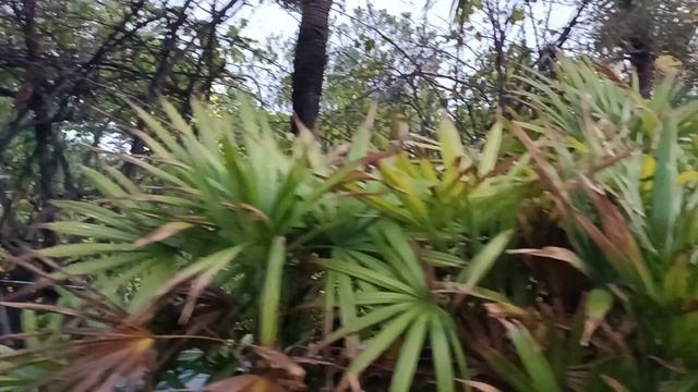 Парк Лонузьяарейи, Мале, Мальдивы, январь 2026 (Lonuziyaaraiy Park, Male, Maldives, January 2026)