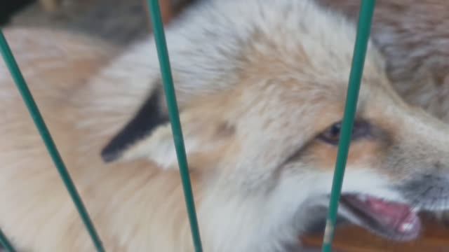 семейные разборки