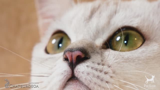 «РосКош» Бурмилла /  Бурмилла «РосКош»