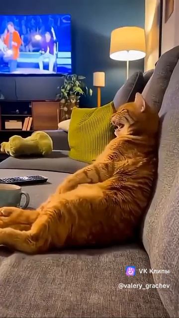 кот электрик ржака