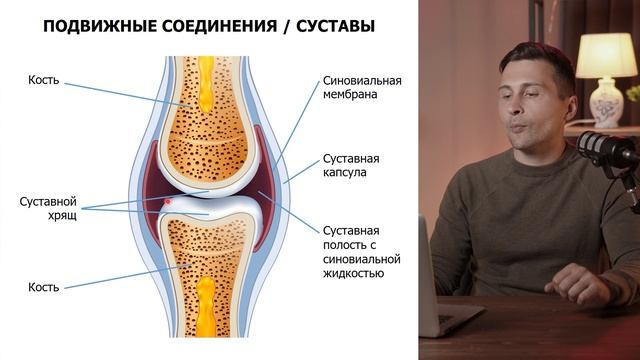 02. Опорно-двигательная система