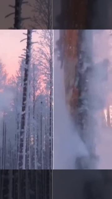 Дерево лопается от мороза