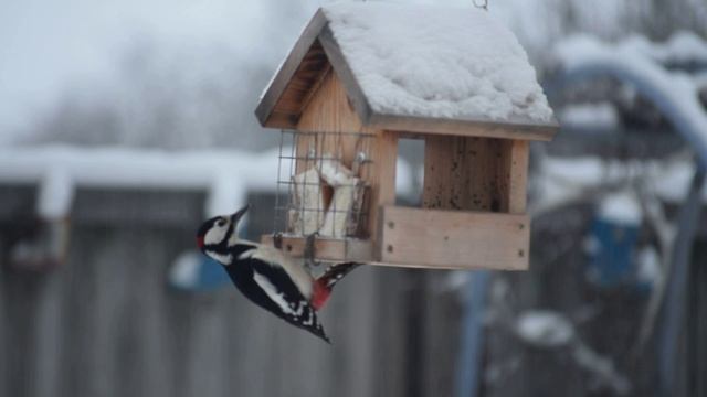 Большой пёстрый дятел 2