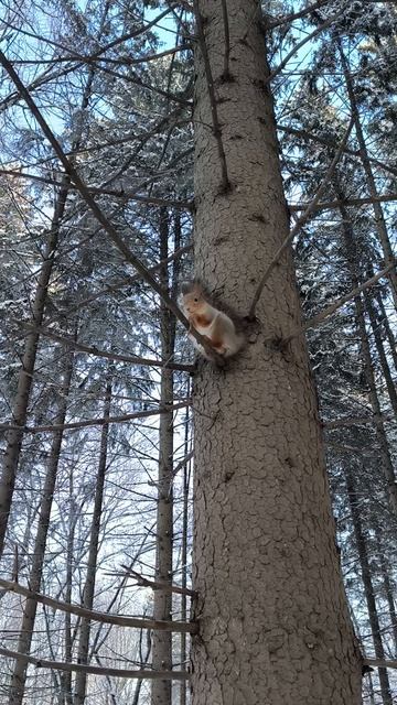 Белка забрала орех в кормушке