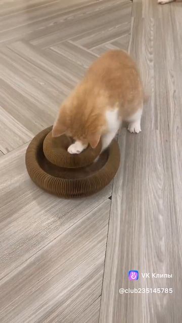 игрушка для кошки