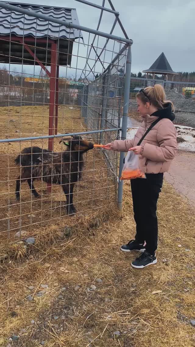 Сергей и Алиса | История двух сердец | Карельский зоопарк | Отдай, отдай, отдай