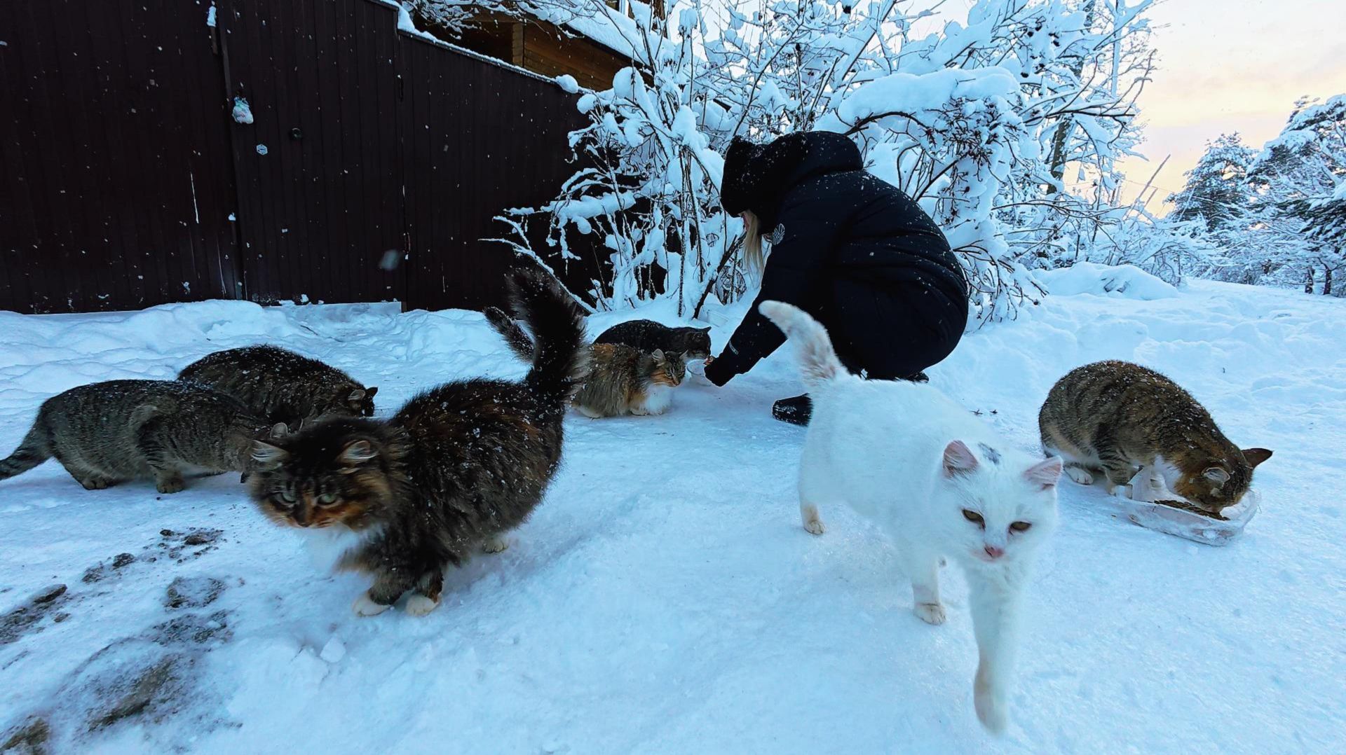 Сергей и Алиса | История двух сердец | Дачные видеозарисовки | День Добрых Дел | 08.01.2026