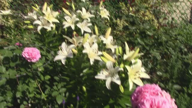 Как белые лилии...