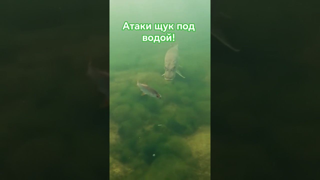 Вот именно так не думая щука попадается на крючок!
