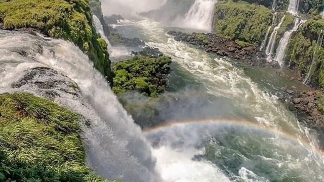 Флора и фауна Южной Америки