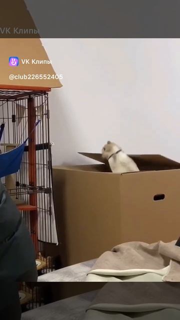 коты и коробки
