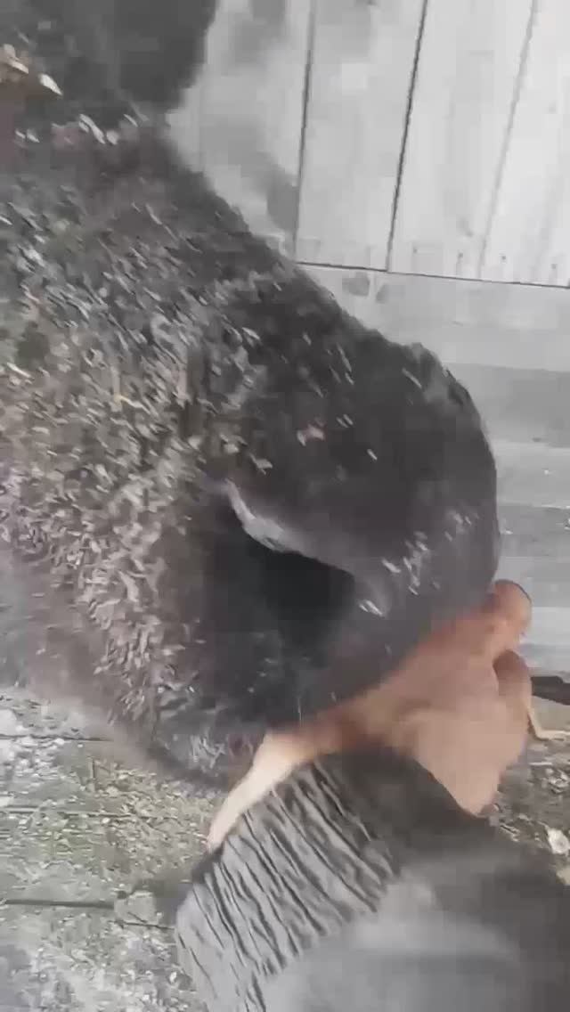 Морковка из Белоруссии, 17.01.26