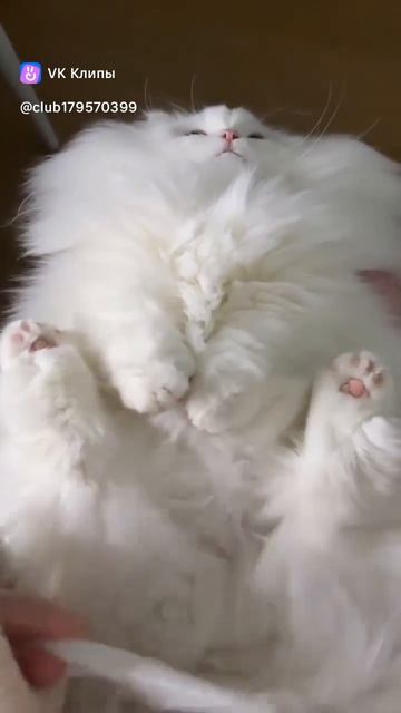 Белая и пушистая