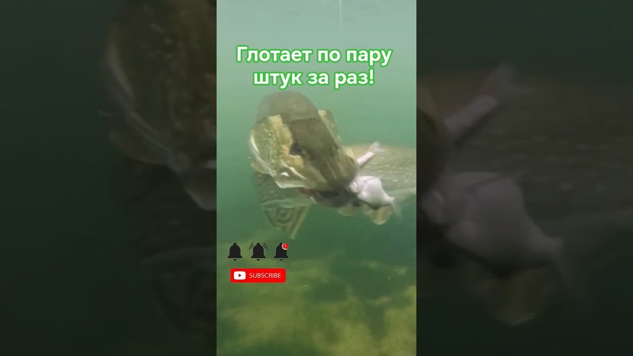 Щуки становятся в очередь за добычей.