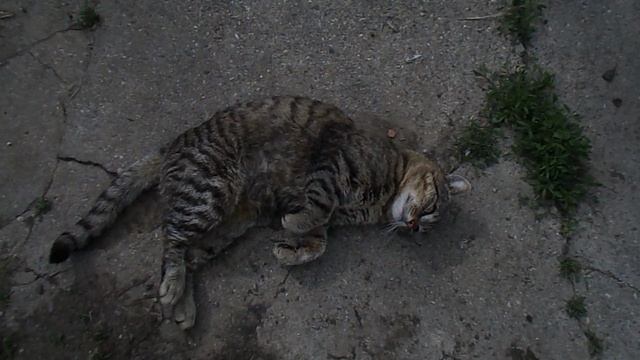 DSCN0505 кот мурзей