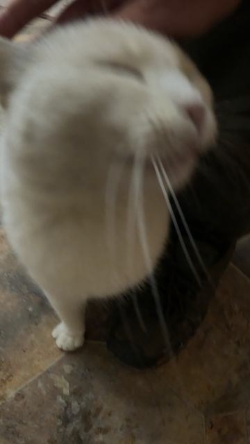 КОШКА Людоед